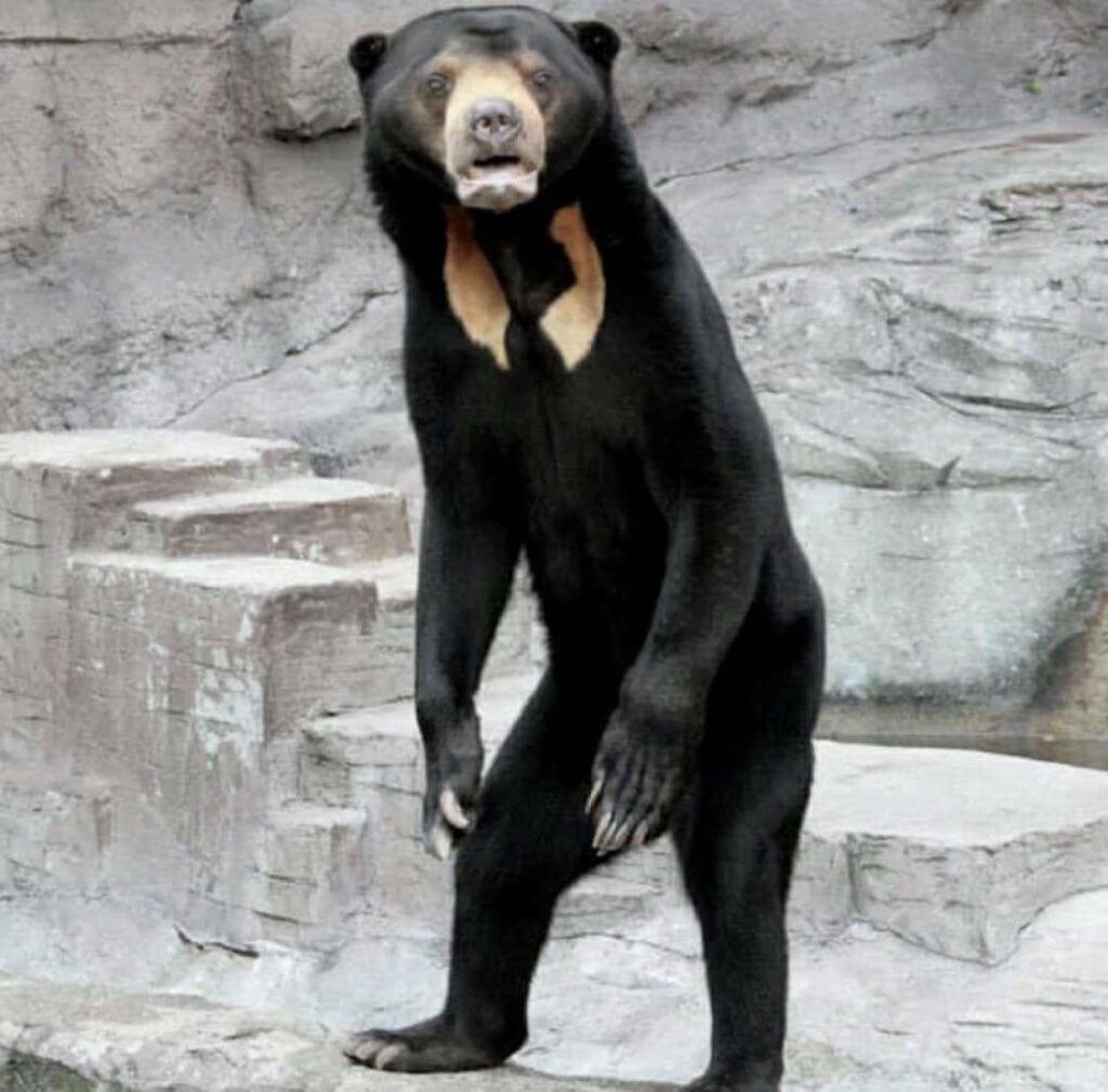 The Eight Species of Bears - The Bear Whisperer Blaine Anthony
